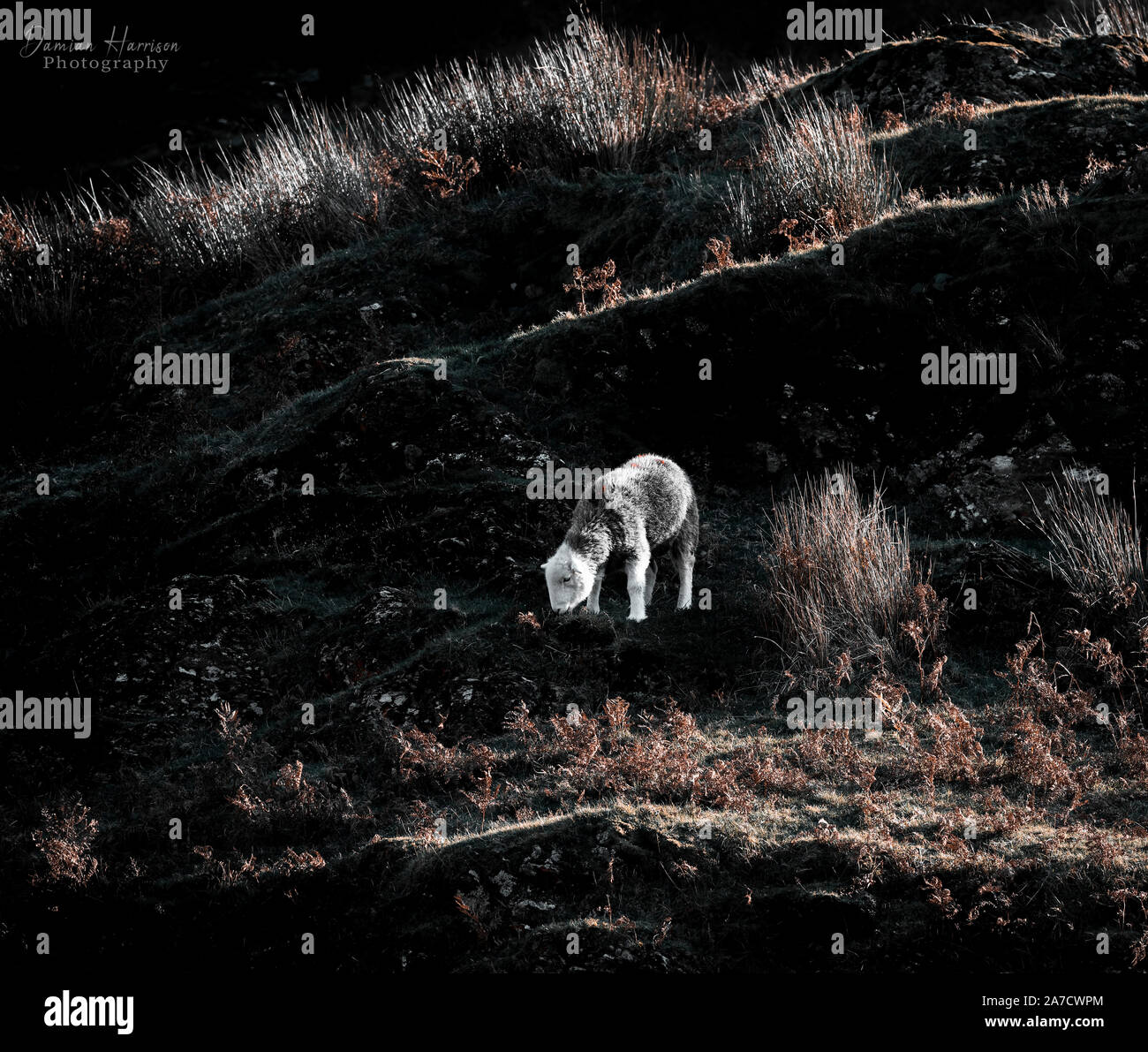 Herdwick Sheep catching the light near Buttermere Stock Photo - Alamy