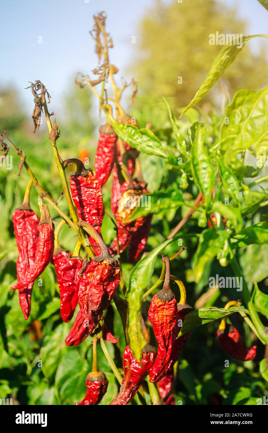 Dry wilted hot red bell pepper grows in the field. Vegetable disease ...