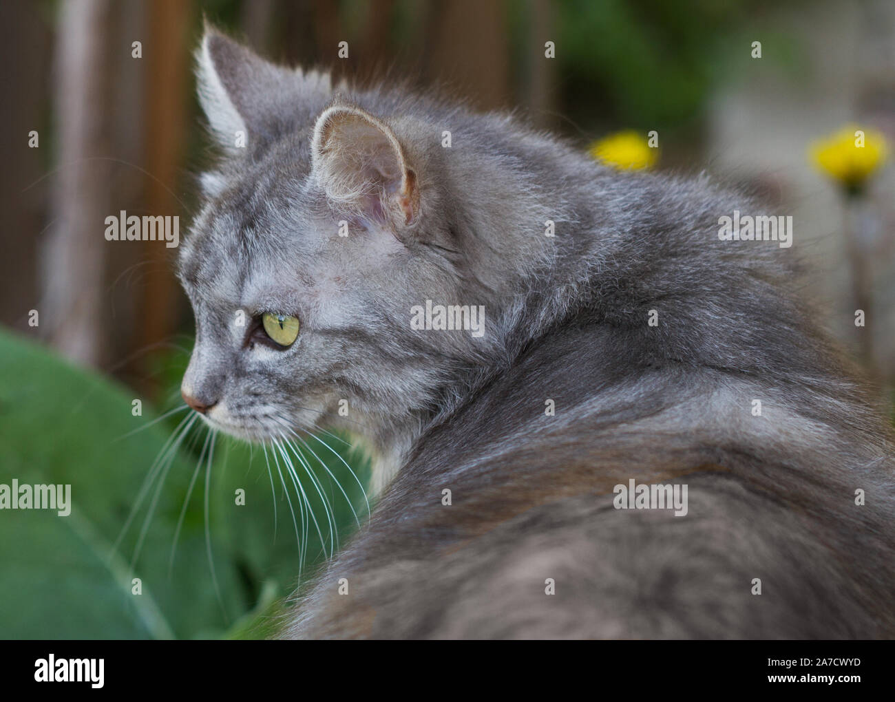 Grey cat outside hi-res stock photography and images - Alamy