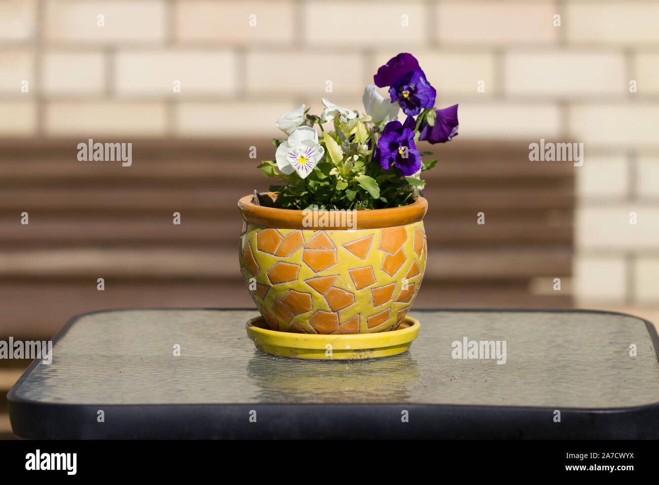 For get me nots in a pot hi-res stock photography and images - Alamy
