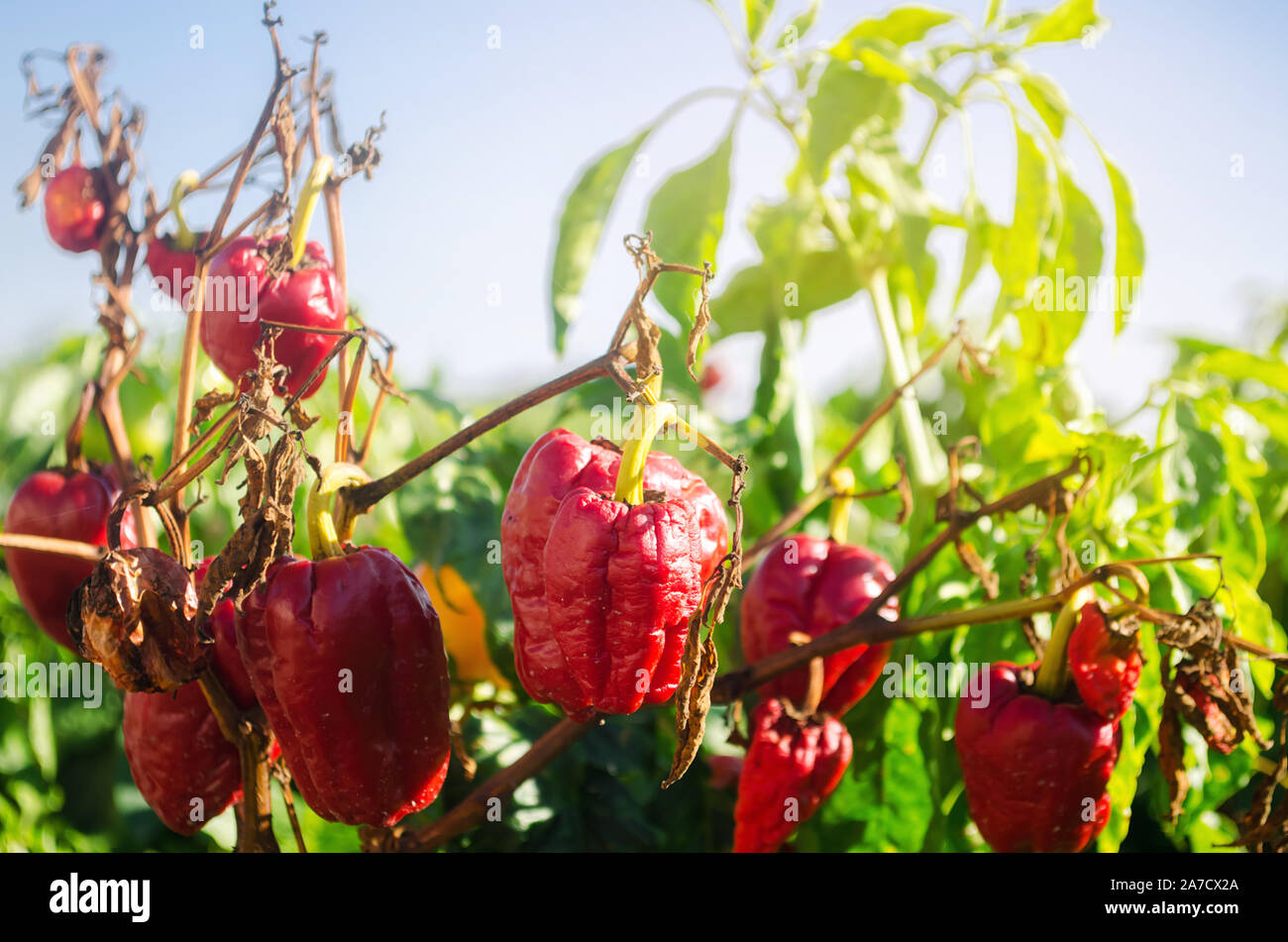 Dry wilted red bell pepper grows in the field. Vegetable disease ...
