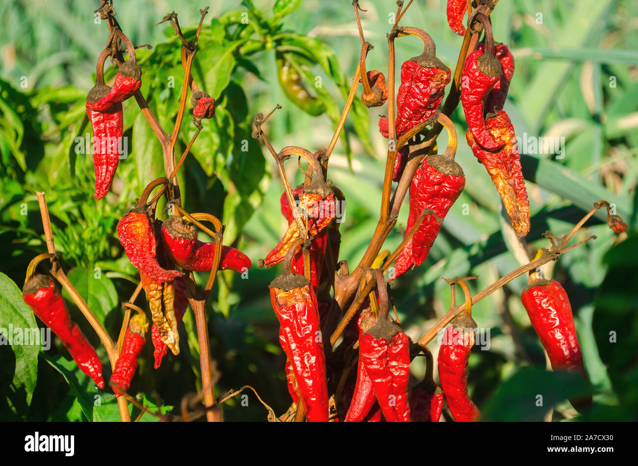 Dry wilted hot red bell pepper grows in the field. Vegetable disease ...