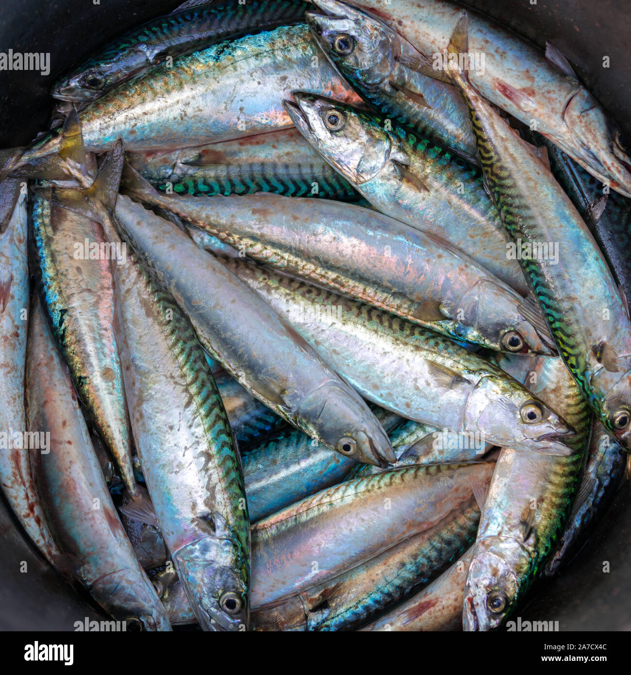 Fish in the bucket hi-res stock photography and images - Alamy