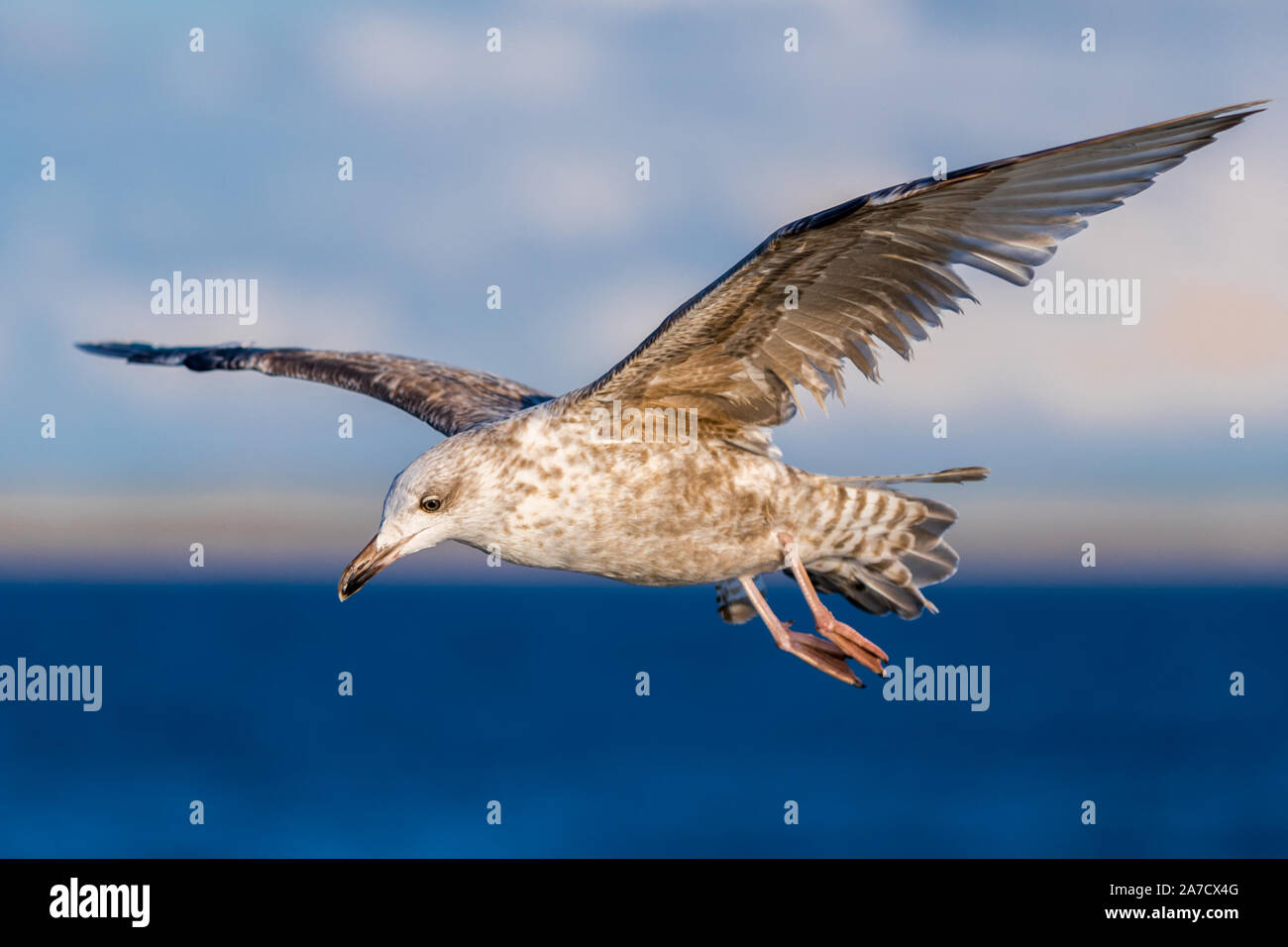 Flying seagull above the North Sea, picture taken from above, special ...