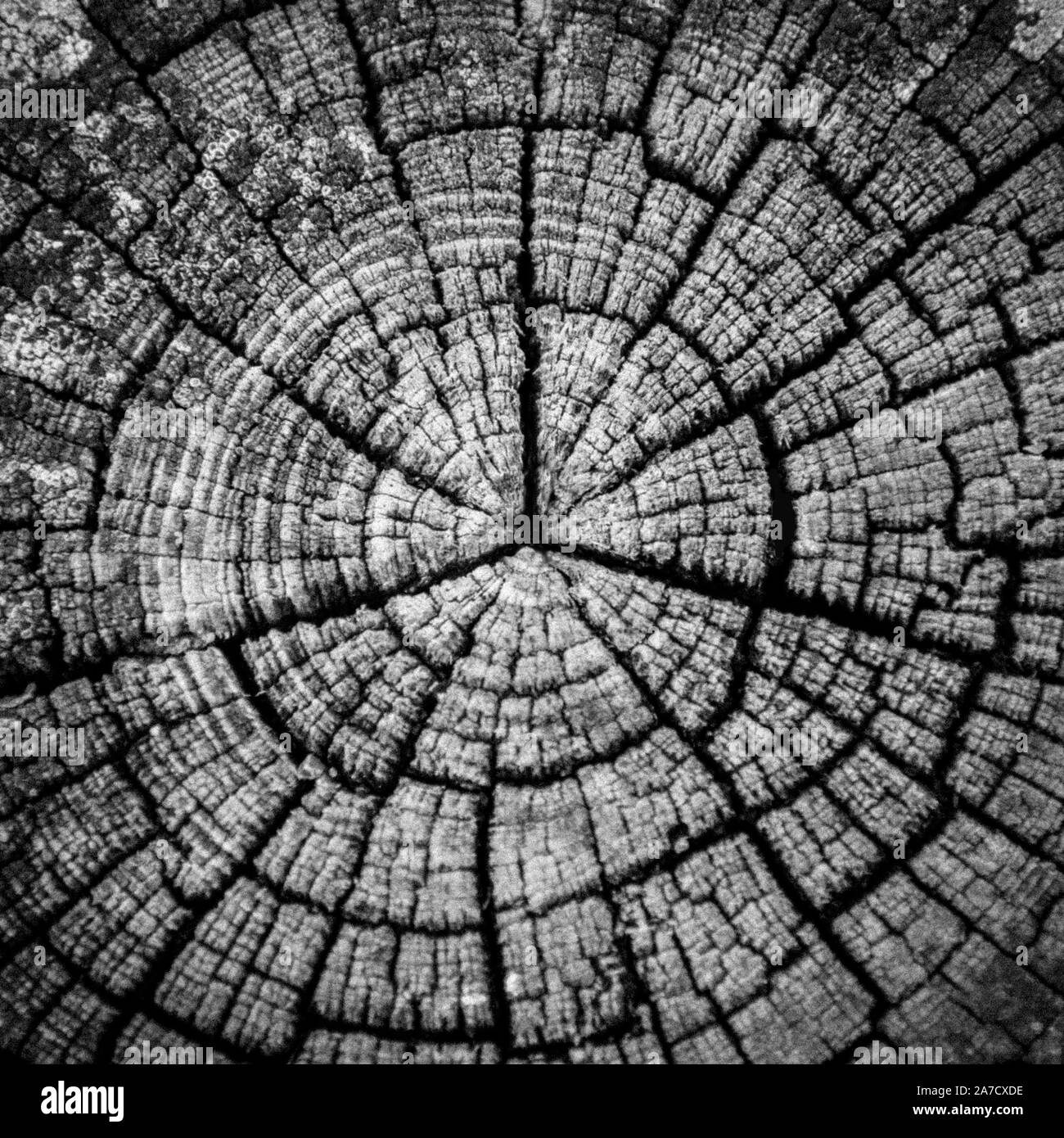 Pine Heartwood High Resolution Stock Photography and Images - Alamy