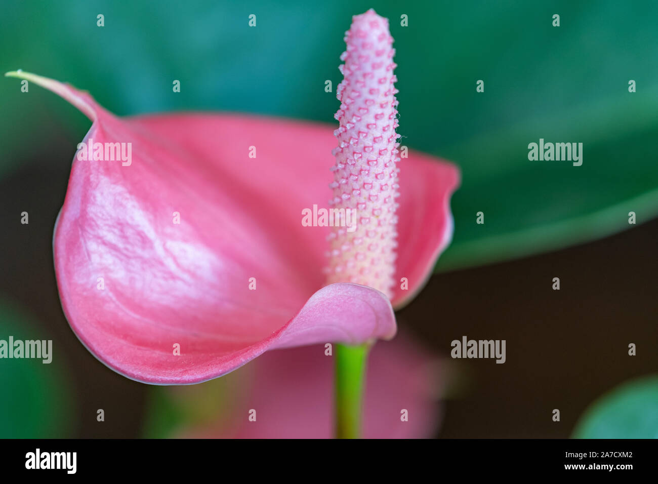 beautiful flowers and plants with their fresh spring colors Stock Photo ...