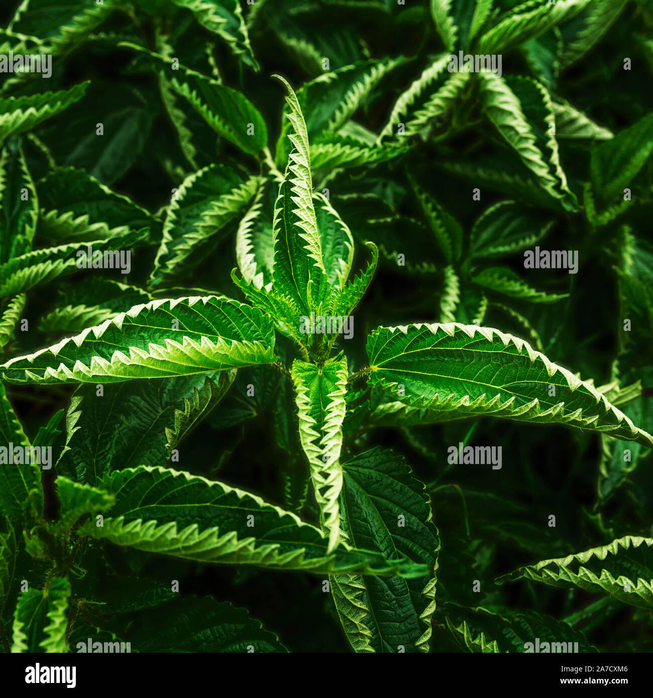 Edge nettle hi-res stock photography and images - Alamy