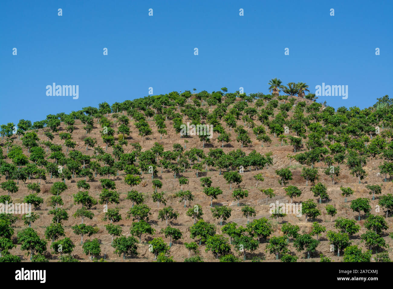 Cultivation on farms of tasty hass avocado trees, organic avocado ...