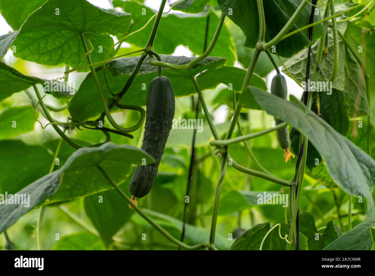 Dark green big Spanish cucumbers growing in greenhouse, ready for ...