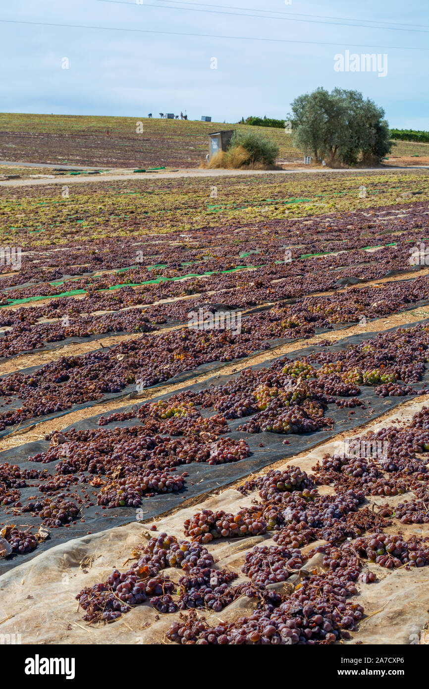Traditional drying of sweet wine pedro ximenez grapes under hot sun on ...