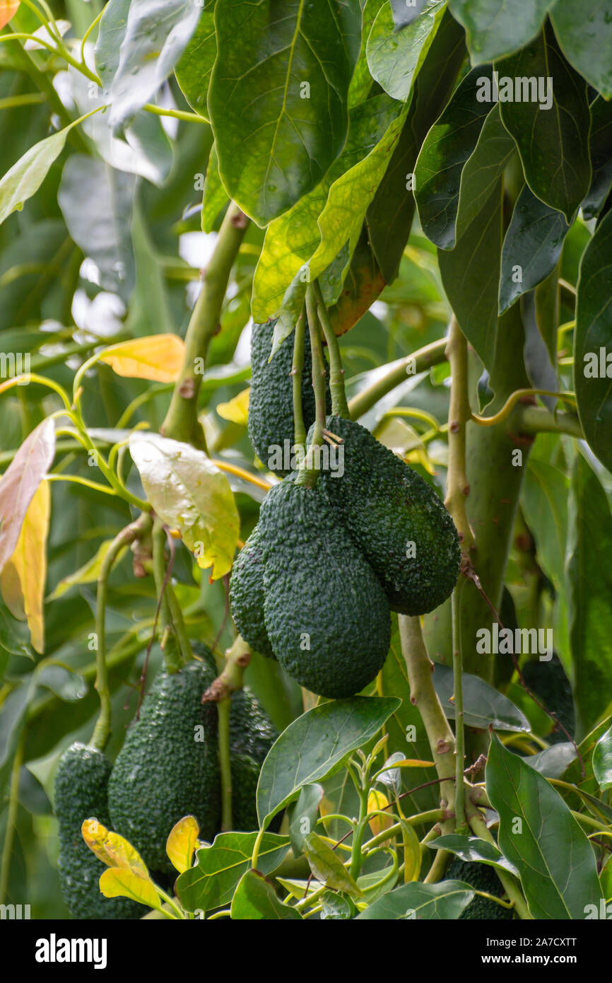 Cultivation on farms of tasty hass avocado trees, organic avocado ...