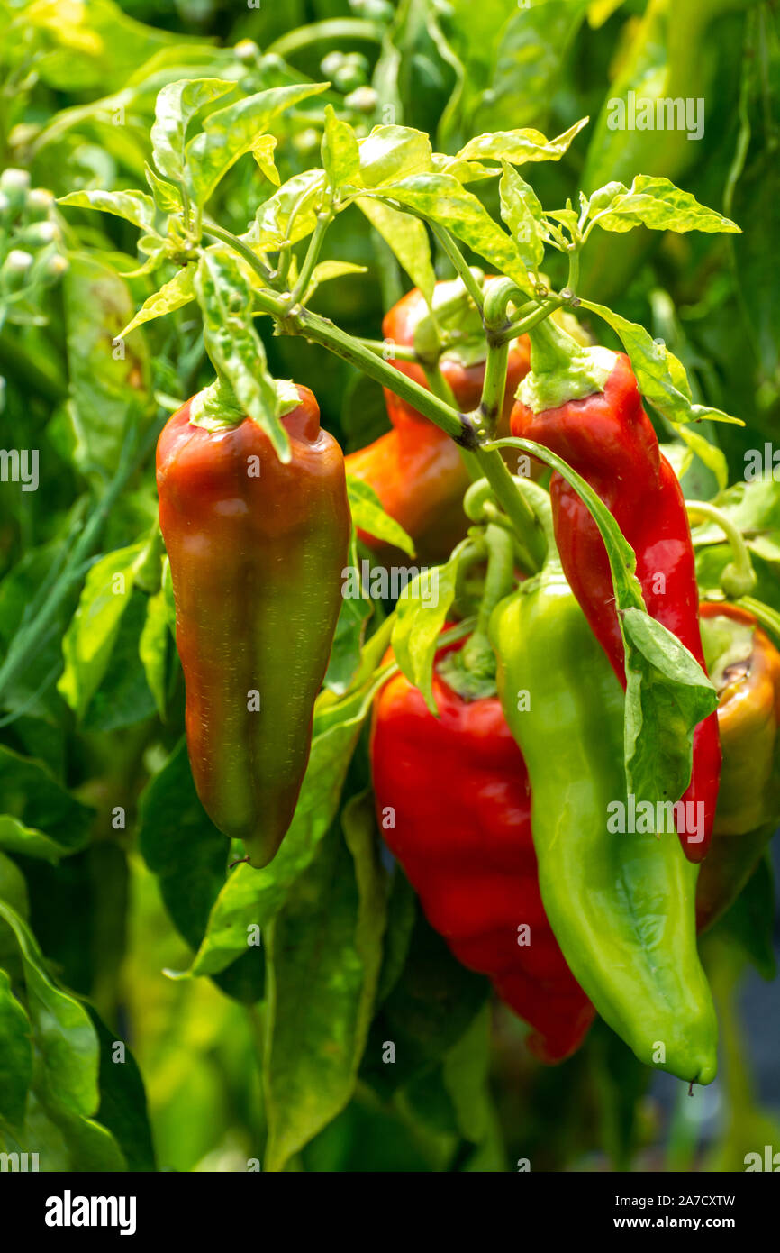 Red sweet turkish paprika vegetable growing on fields in Spain Stock ...