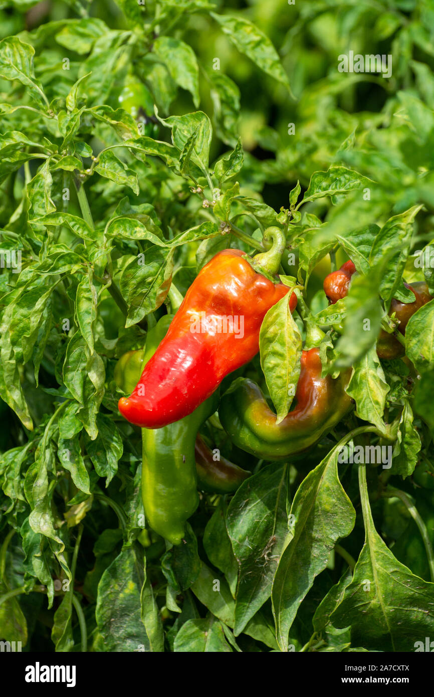 Red sweet turkish paprika vegetable growing on fields in Spain Stock ...