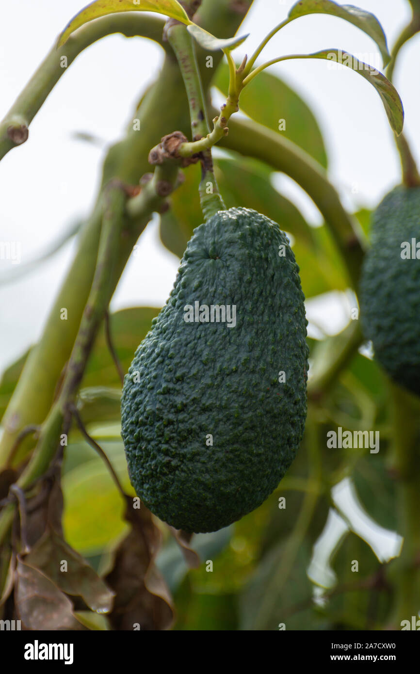 Cultivation on farms of tasty hass avocado trees, organic avocado ...