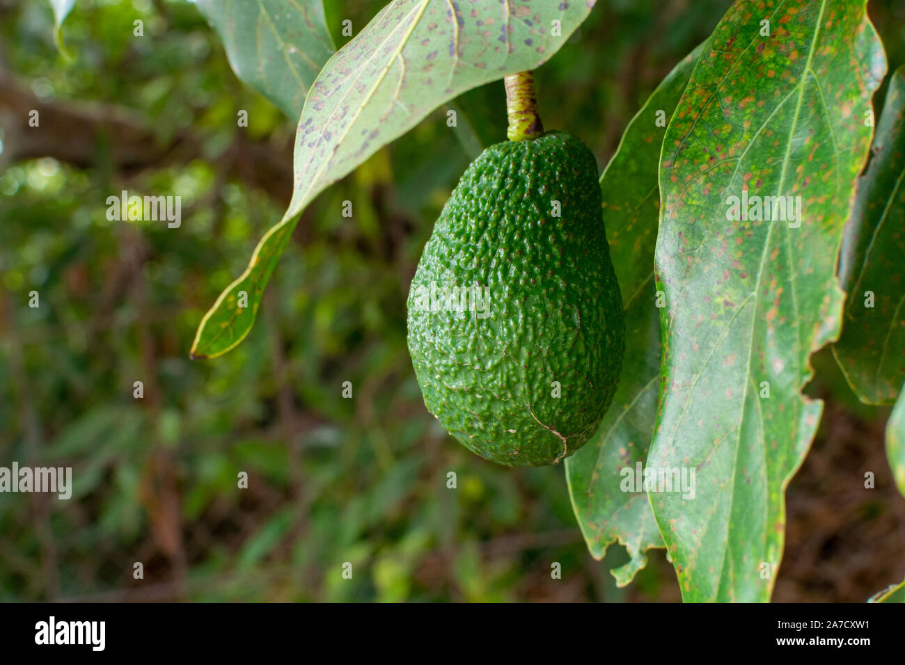 Cultivation on farms of tasty hass avocado trees, organic avocado ...