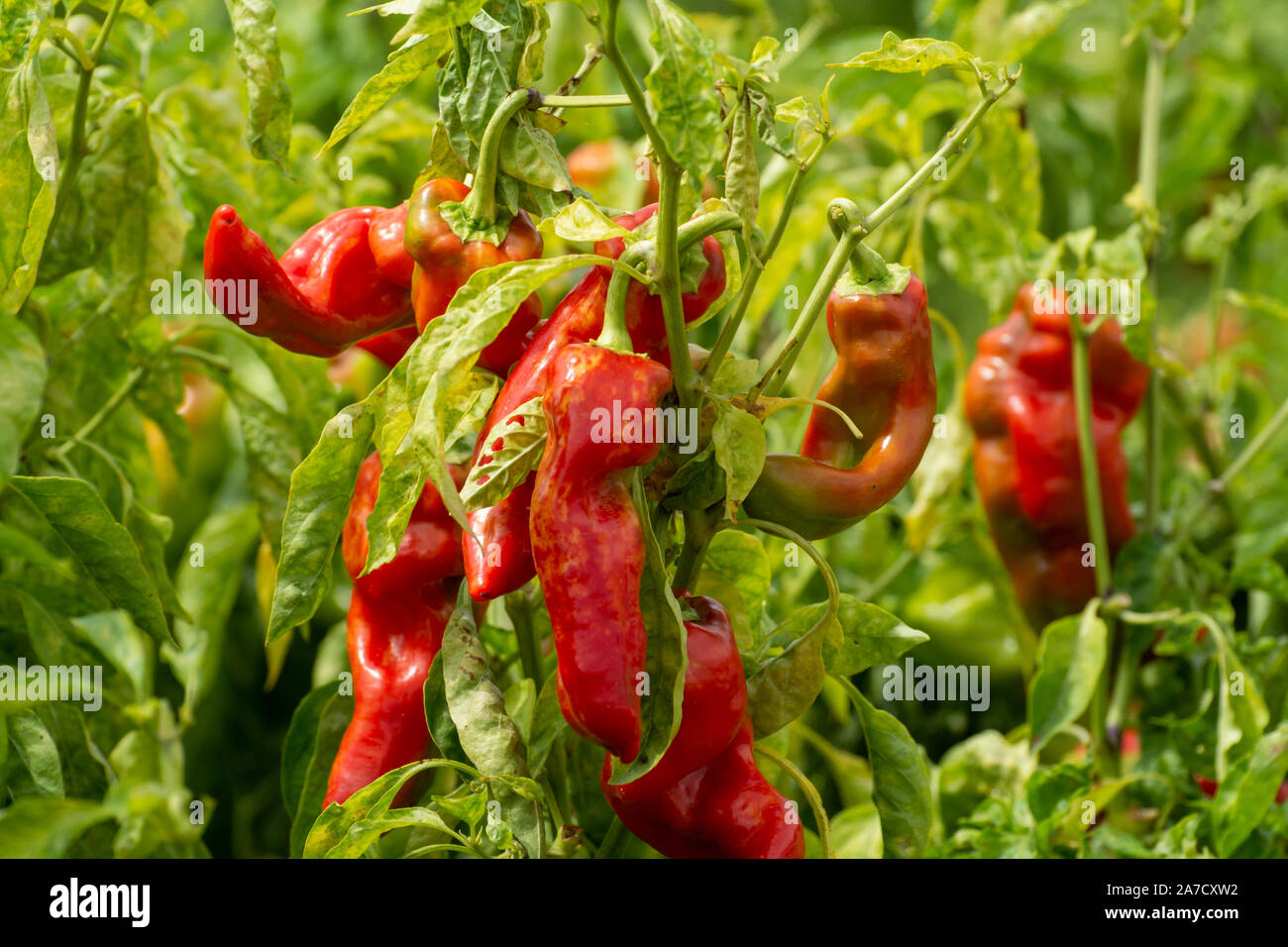 Red sweet turkish paprika vegetable growing on fields in Spain Stock ...