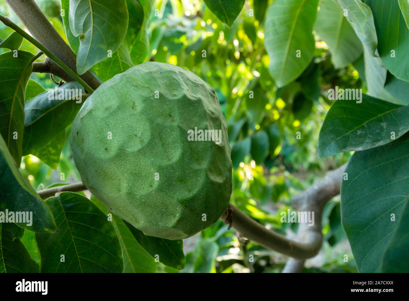 Granada de chile hi-res stock photography and images - Alamy