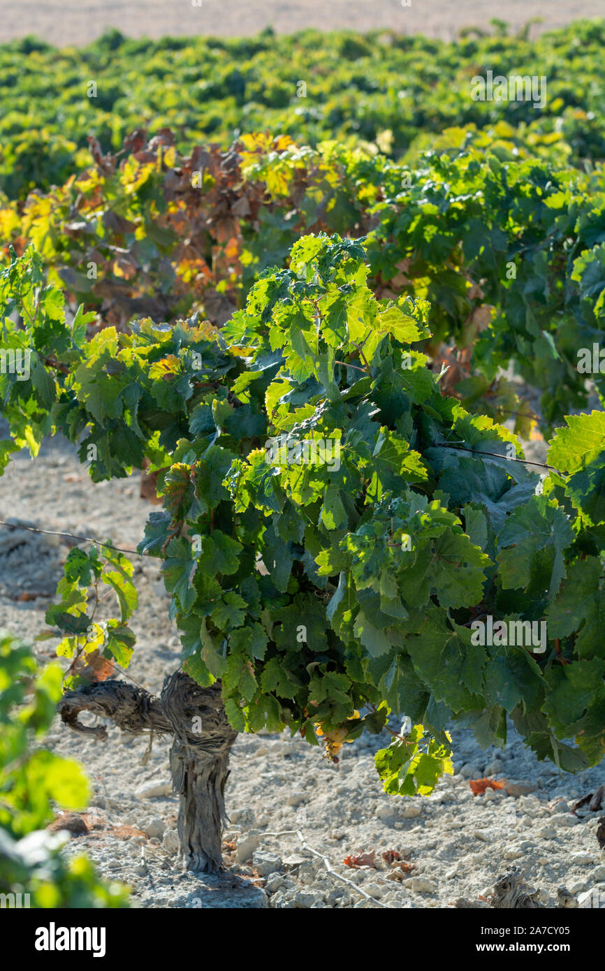Ripe white grape growing on special light soil in Andalusia, Spain ...