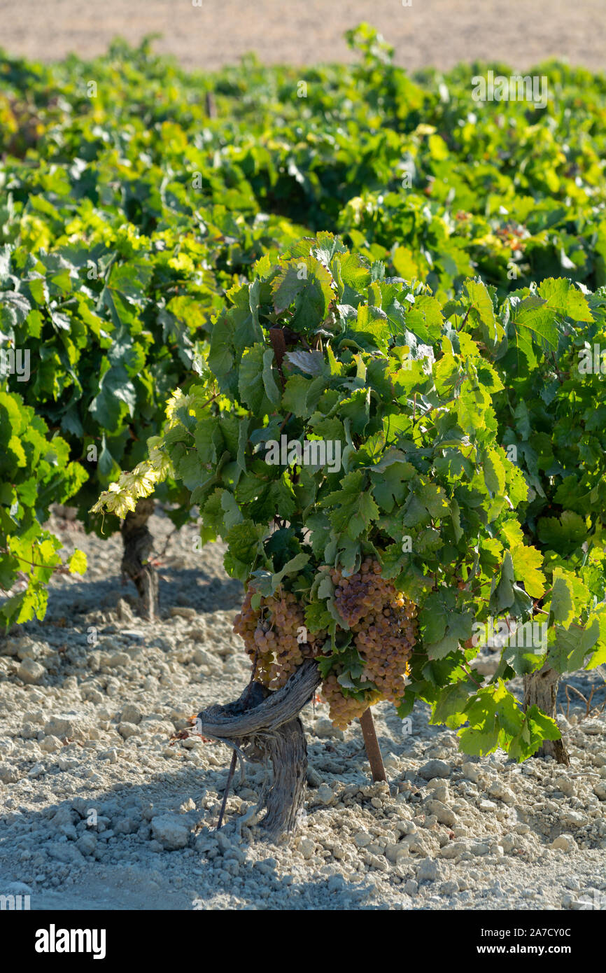 Jerez sherry grape hi-res stock photography and images - Alamy