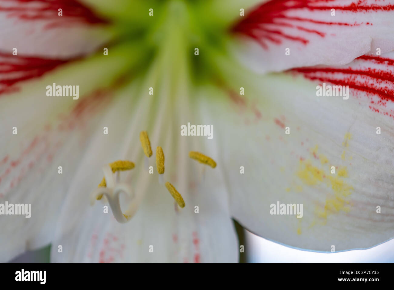 beautiful flowers and plants with their fresh spring colors Stock Photo ...