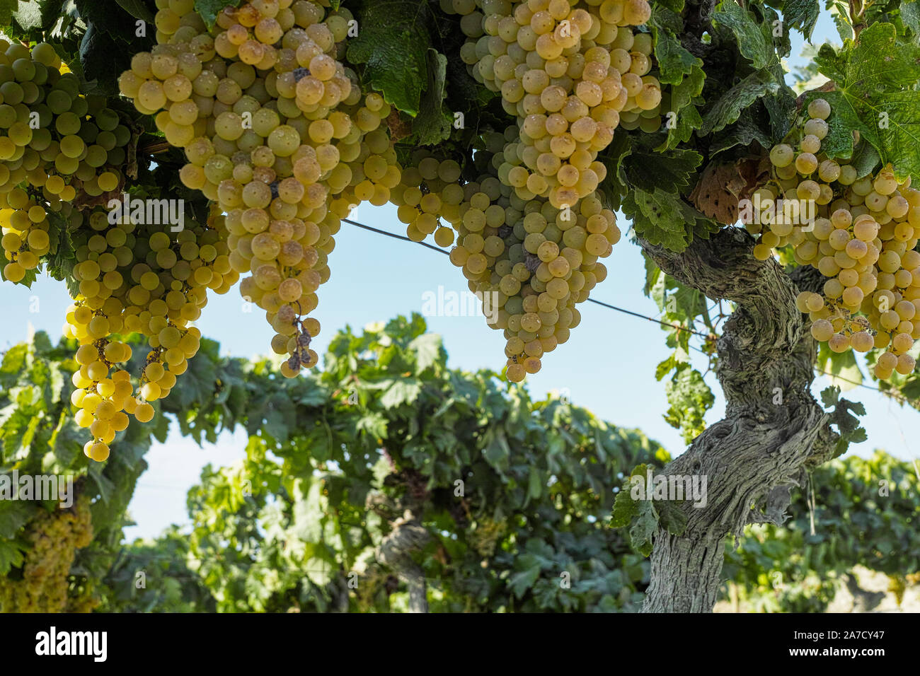 Ripe white grape growing in vineyard in Andalusia, Spain, sweet pedro ...