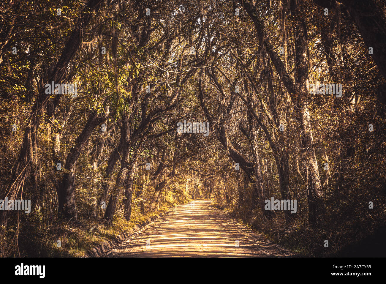 Old Mysterious Spooky Alley Of Oak Trees And Spanish Moss Stock Photo old-mysterious-spooky-alley-of-oak-trees-and-spanish-moss-stock-photo
