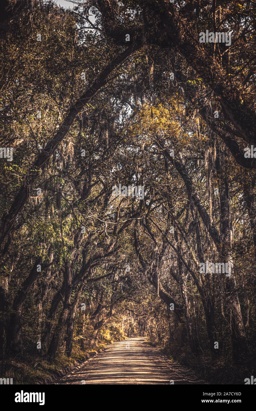 Old mysterious, spooky alley of oak trees and spanish moss Stock Photo ...
