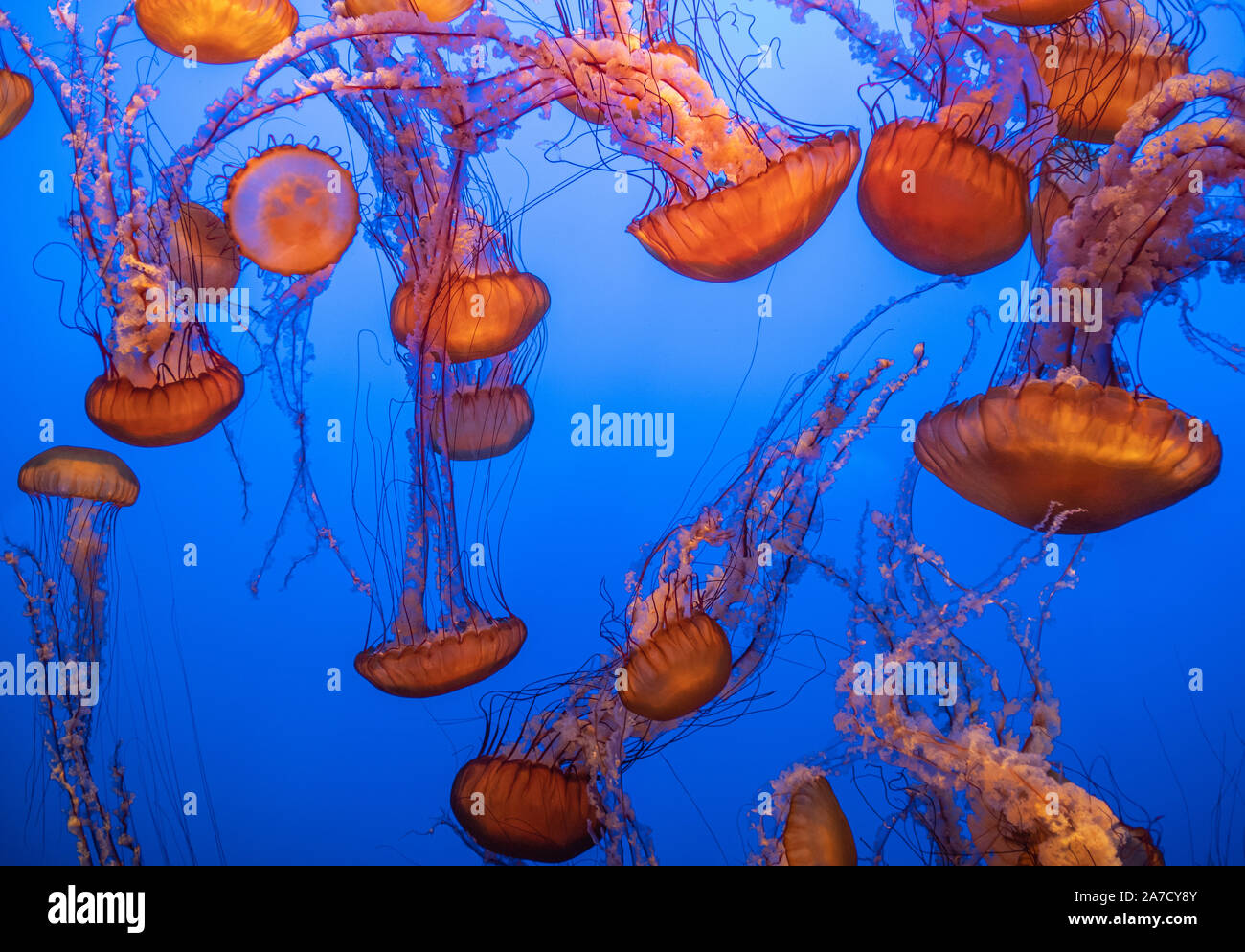 Magnificent exotic jellyfishes in an aquarium Stock Photo - Alamy