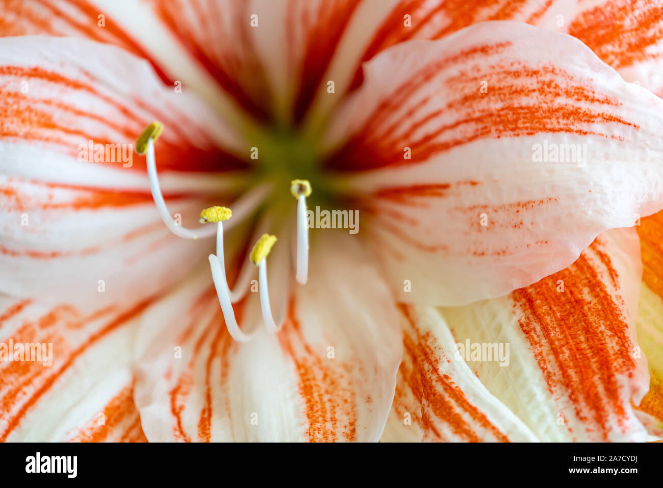 beautiful flowers and plants with their fresh spring colors Stock Photo ...