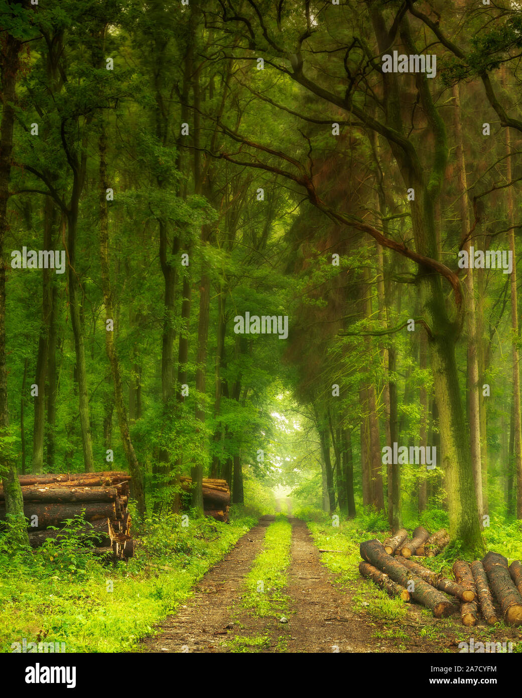 Forest after rainfall Stock Photo - Alamy