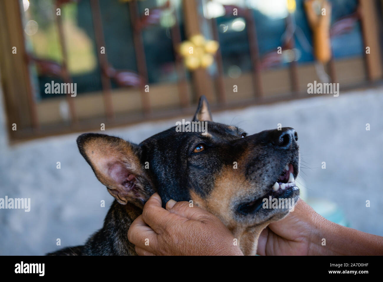 Human animal bond hi-res stock photography and images - Alamy