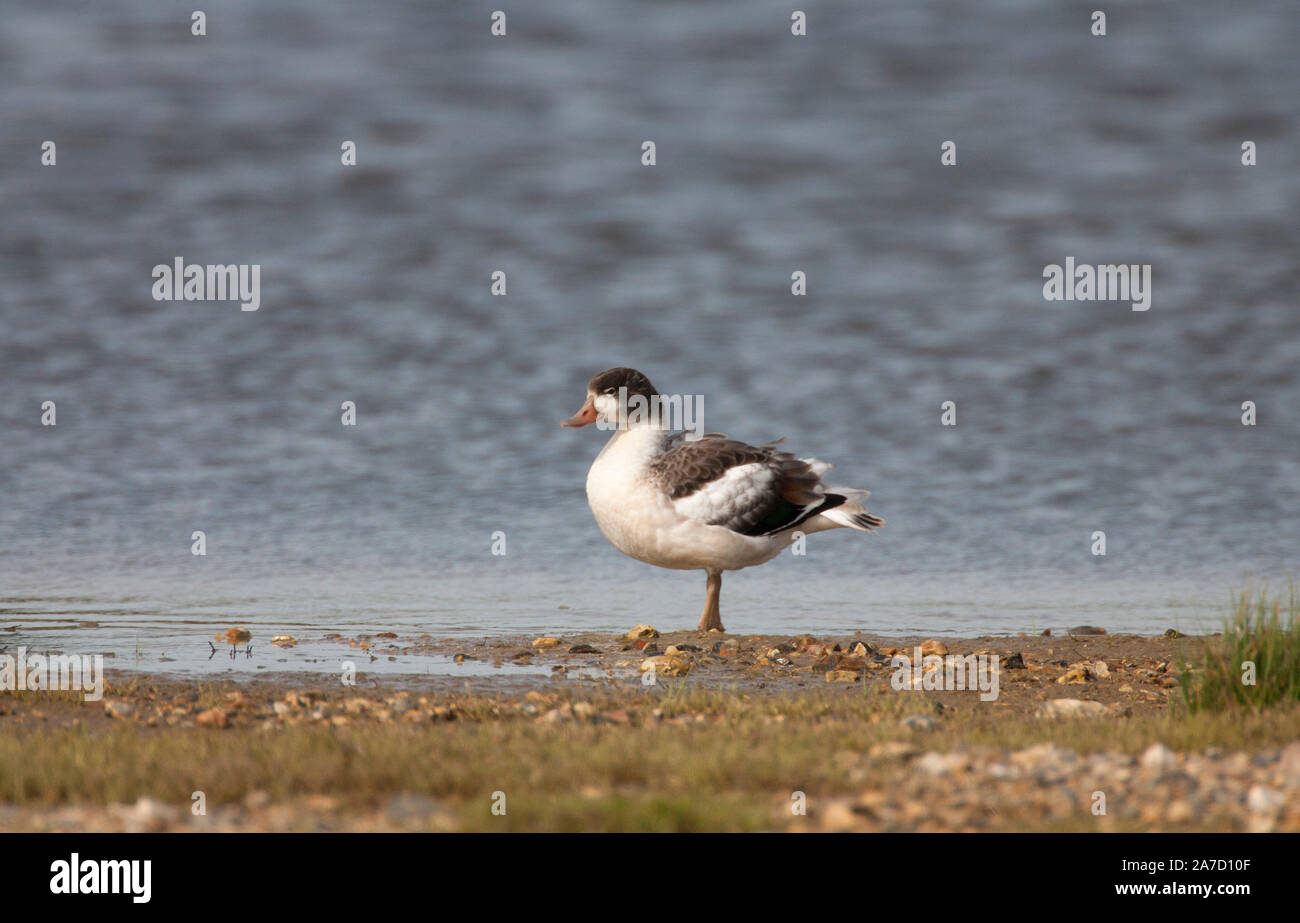Shelduck, Tadorna tadorna, single immature standing on edge of water ...