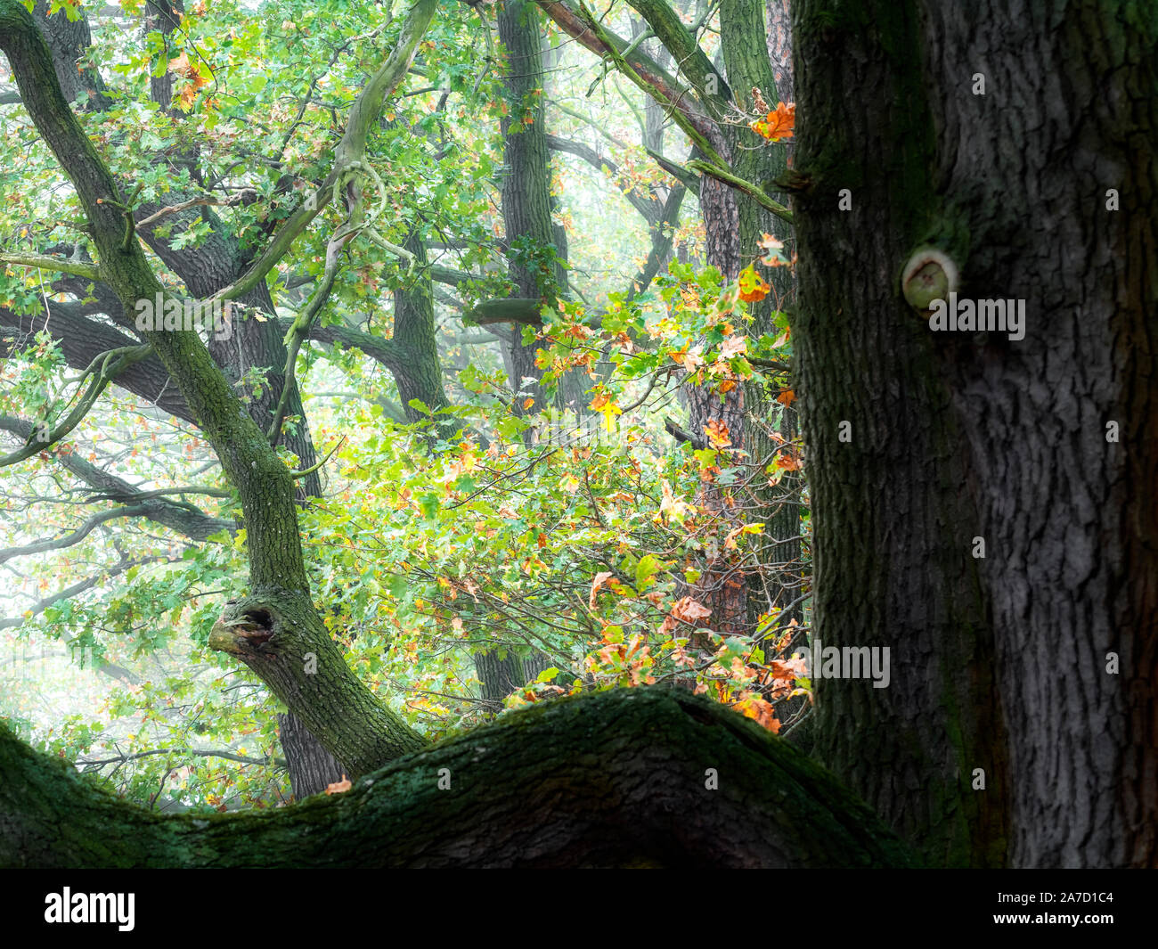Hazy light in forest hi-res stock photography and images - Alamy