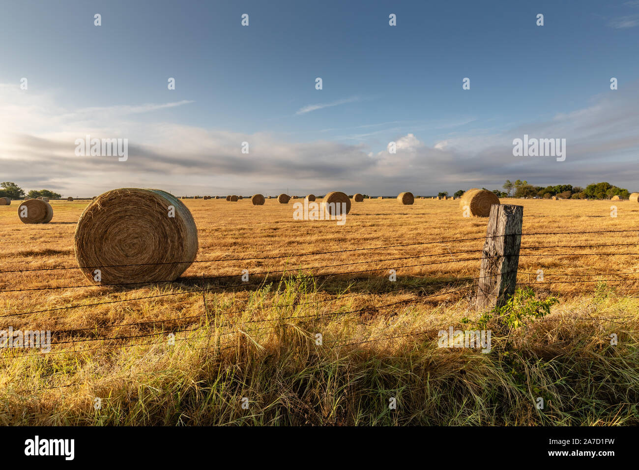 Hay field near Andice Texas full of round bales Stock Photo - Alamy