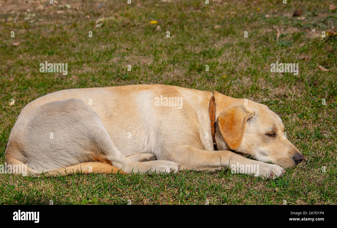 Pale yellow Labrador is sleeping on the lawn Stock Photo - Alamy