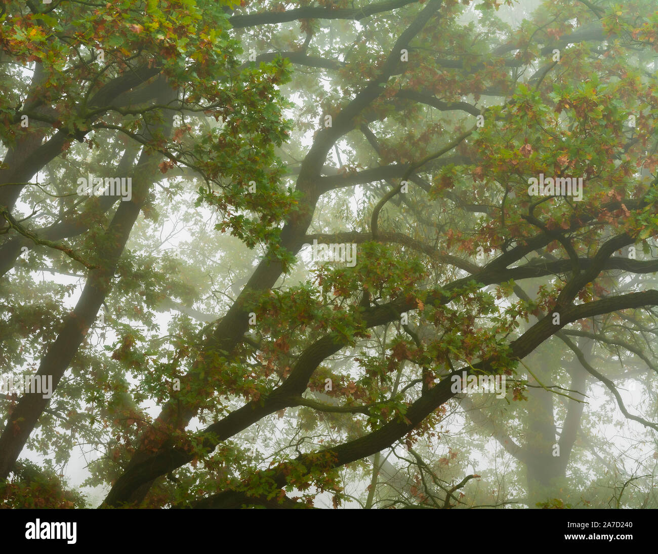 Hazy trees hi-res stock photography and images - Alamy