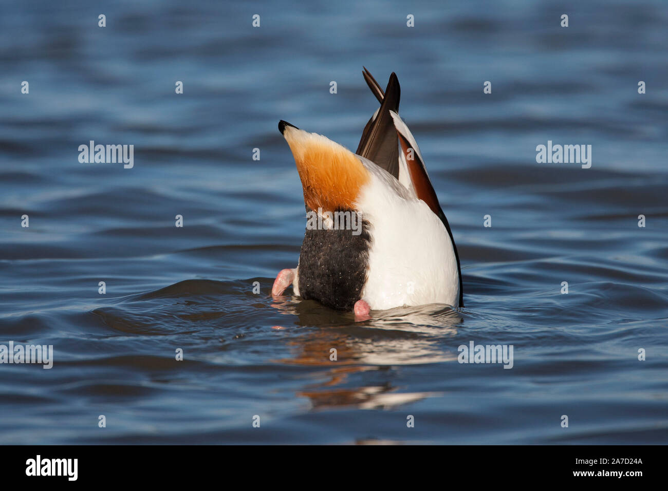 Upending Duck High Resolution Stock Photography and Images - Alamy