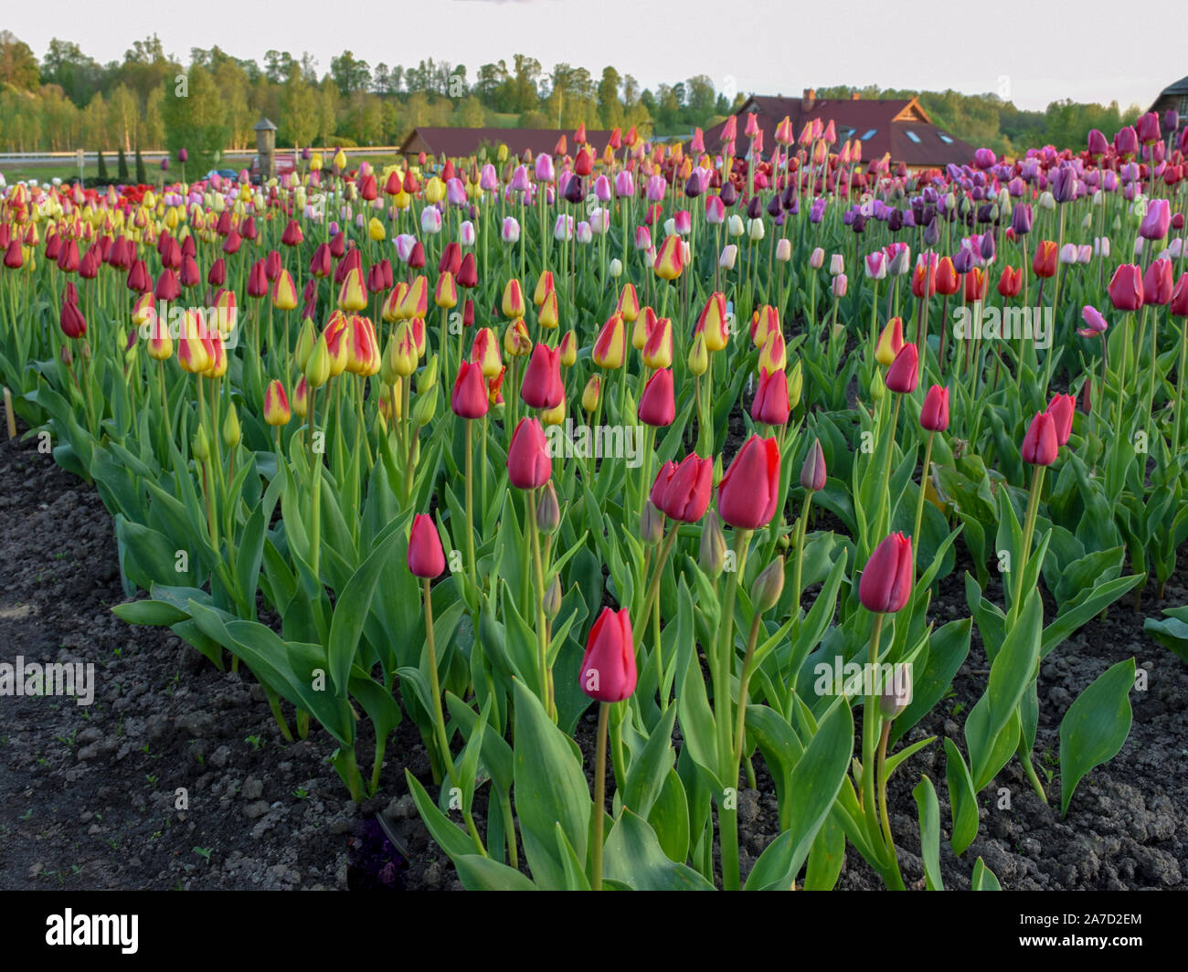 landscape with colorful tulip field Stock Photo - Alamy