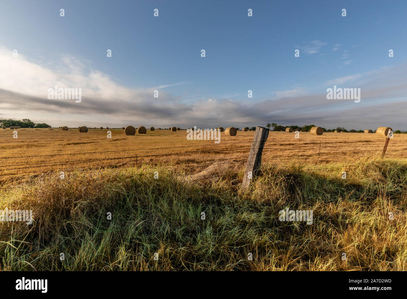Hay field near Andice Texas full of round bales Stock Photo - Alamy