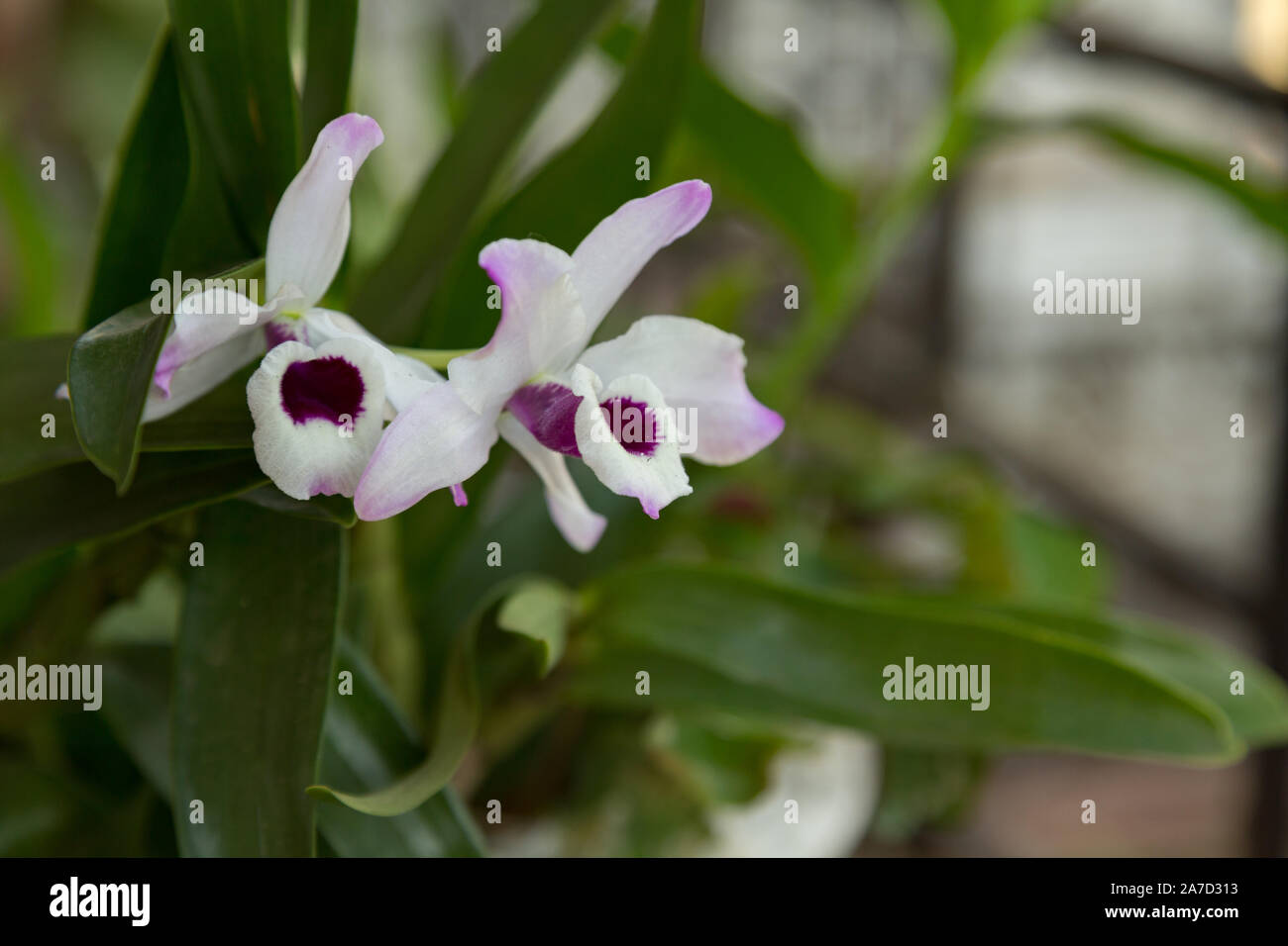 Noble dendrobium (Dendrobium nobile hybrid), Portuguese: Dendrobio ...