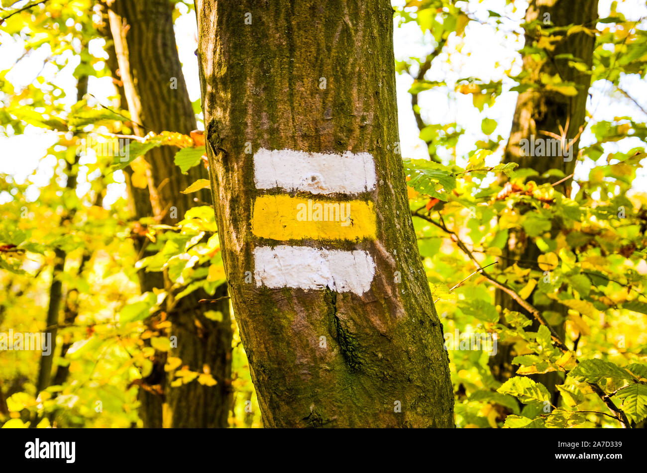 Trail marker with white and yellow stripes painted on a tree trunk in ...