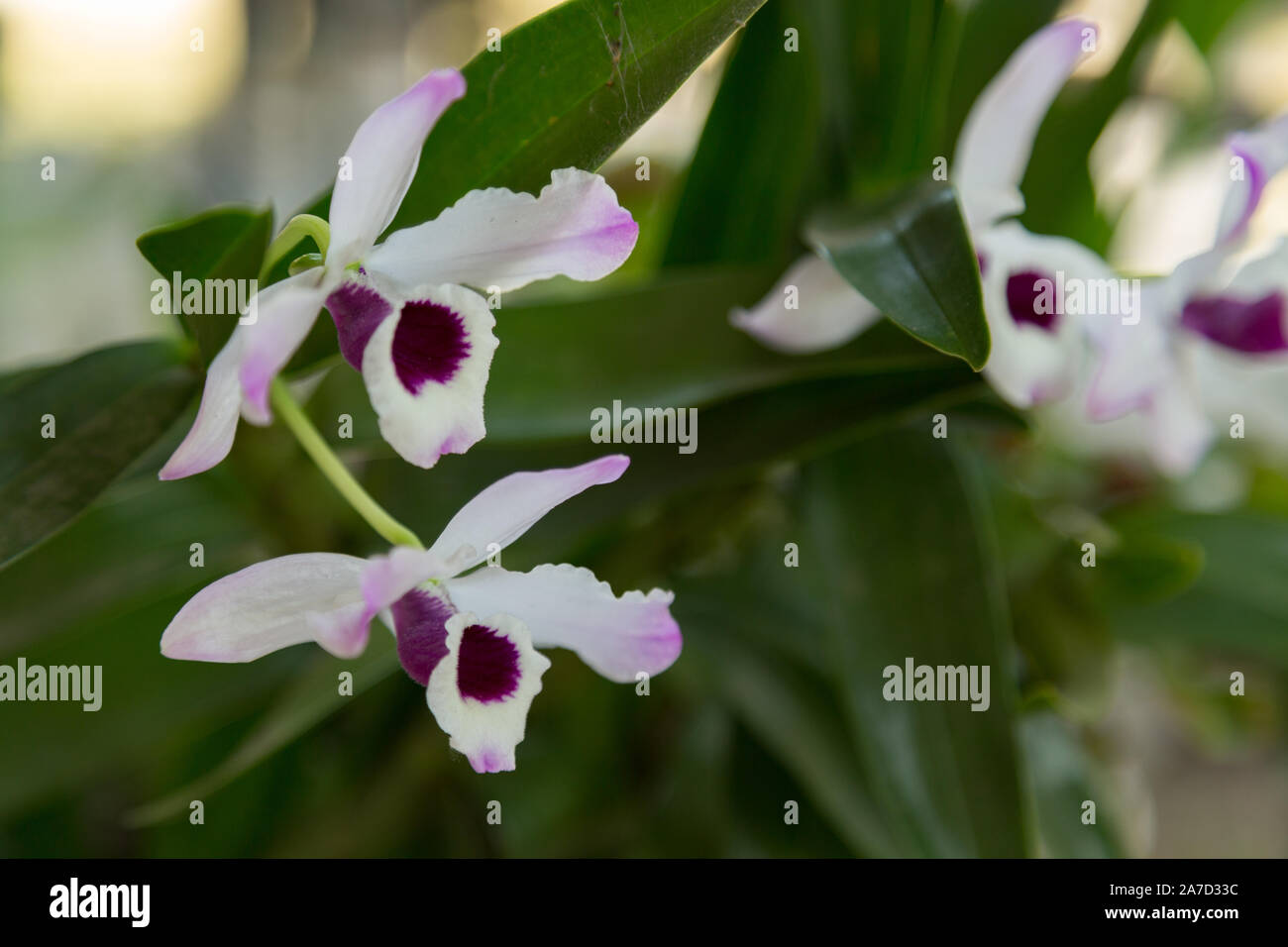 Noble dendrobium (Dendrobium nobile hybrid), Portuguese: Dendrobio ...