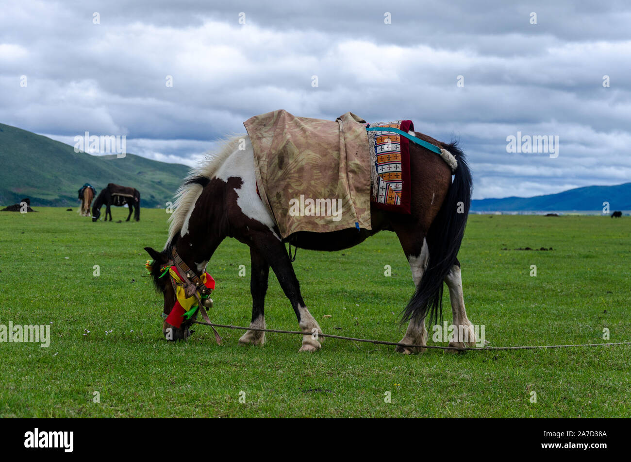 Yila grassland hi-res stock photography and images - Alamy