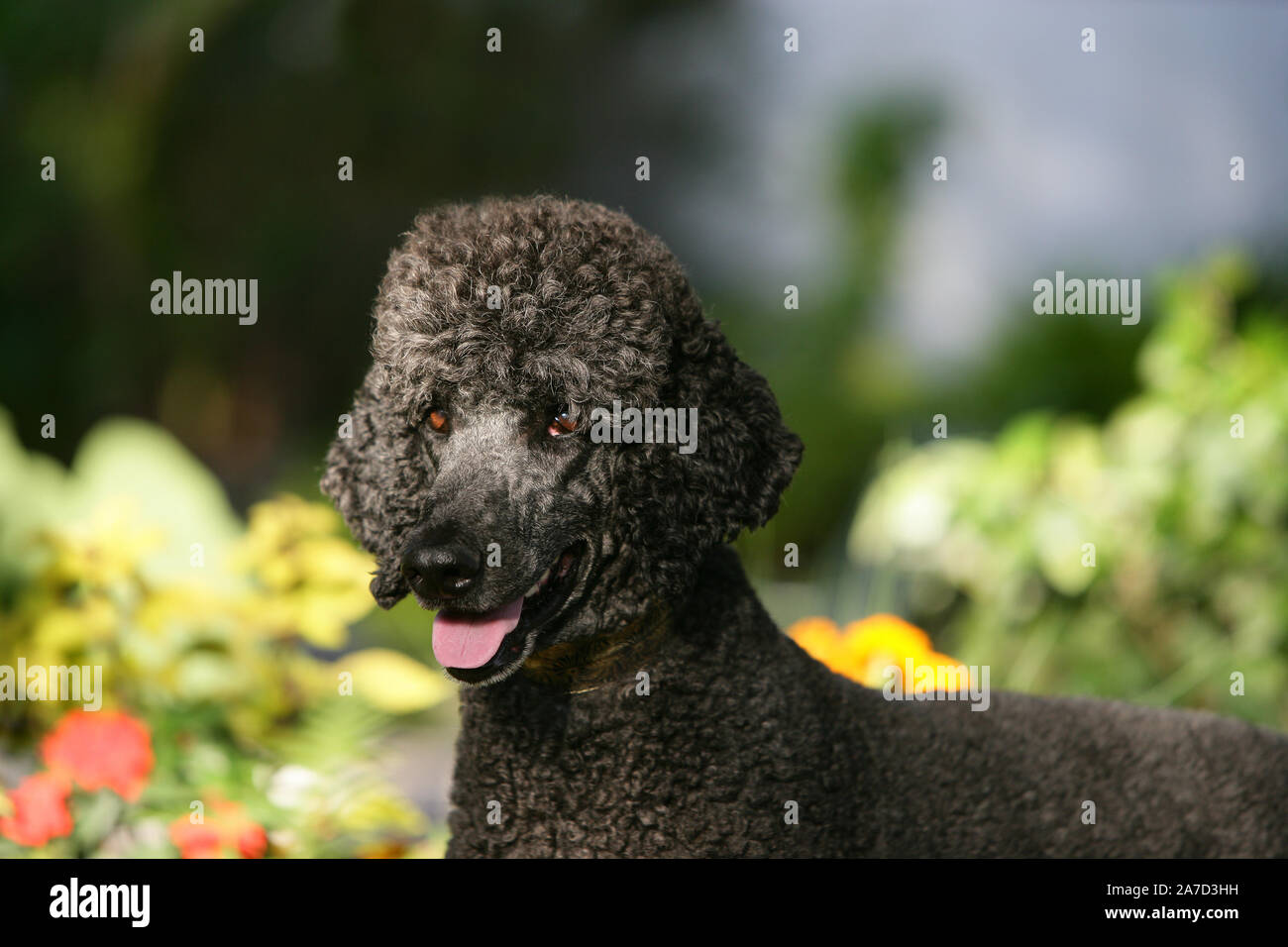 Standard poodle side hi-res stock photography and images - Alamy