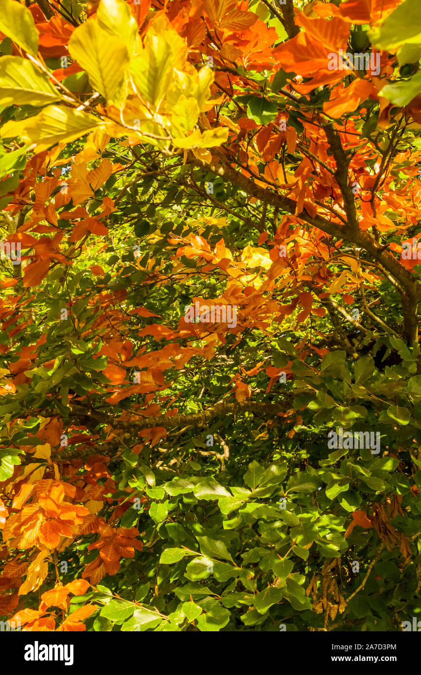 Colour of Autumn Stock Photo - Alamy