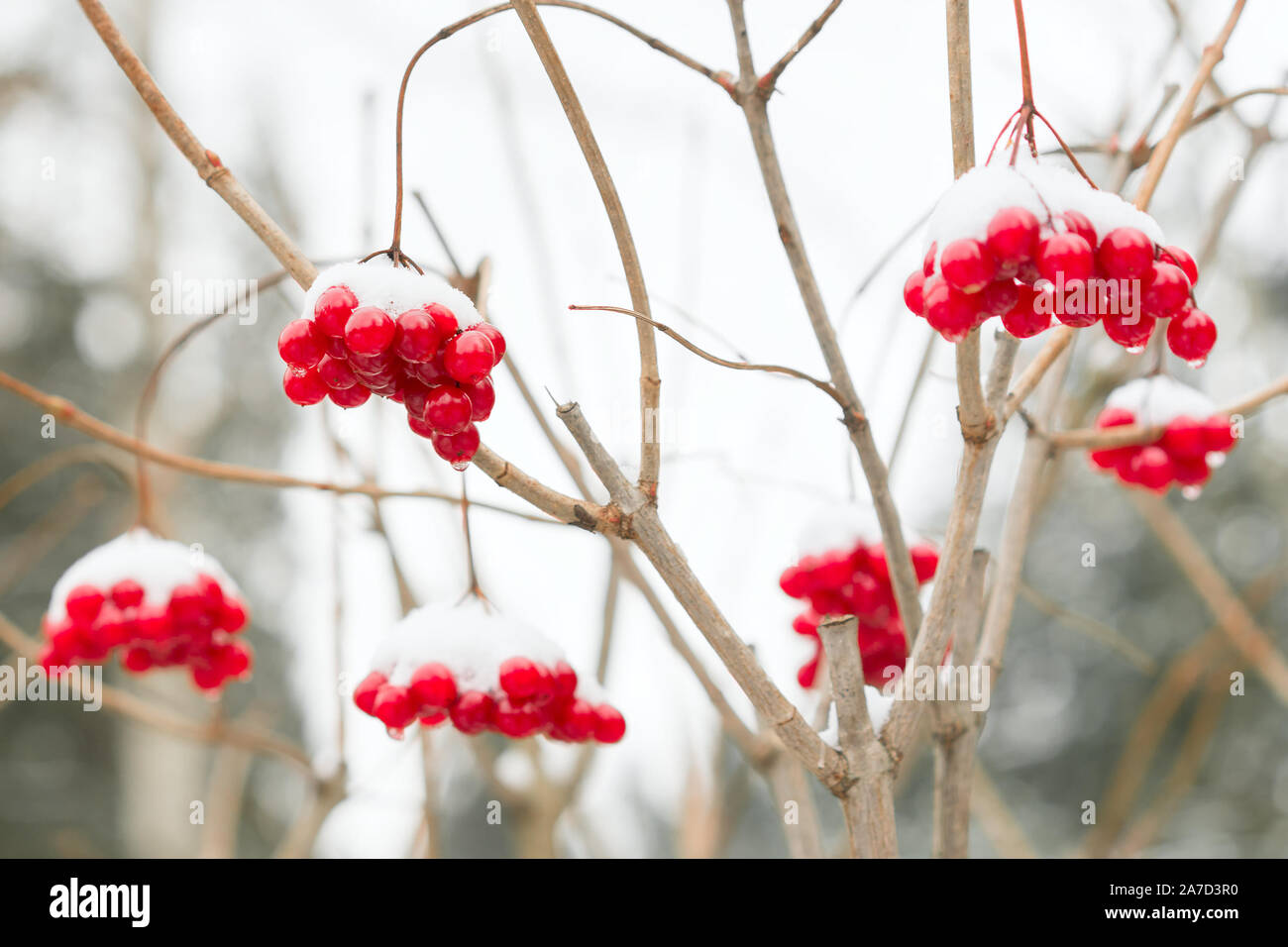 Rowan in rain snow hi-res stock photography and images - Alamy