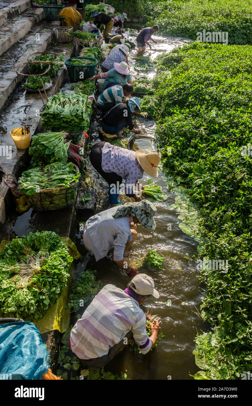 Farmers washing vegetables in Dali, Yunnan, China Stock Photo - Alamy