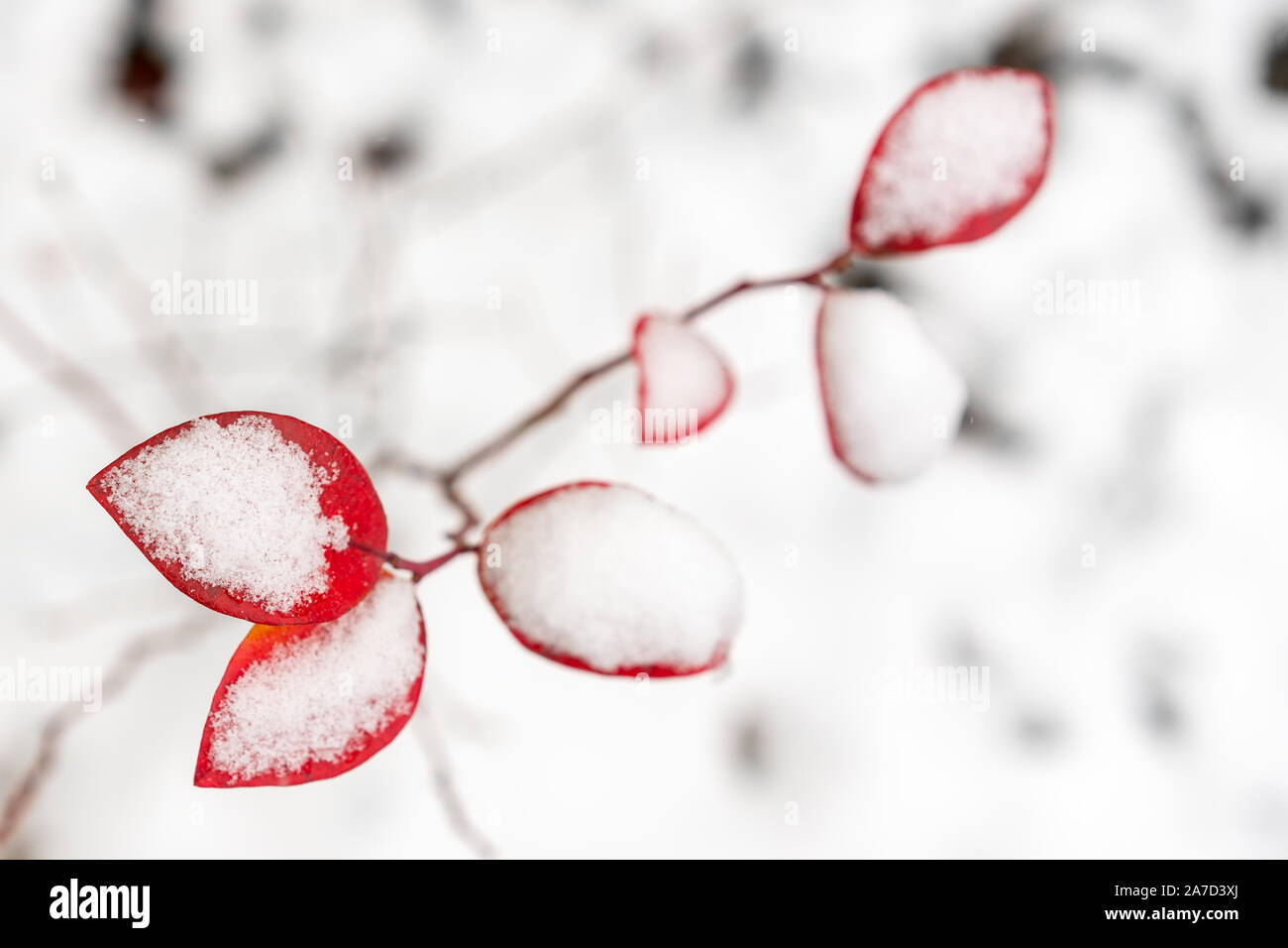 White frost first frosts hi-res stock photography and images - Alamy