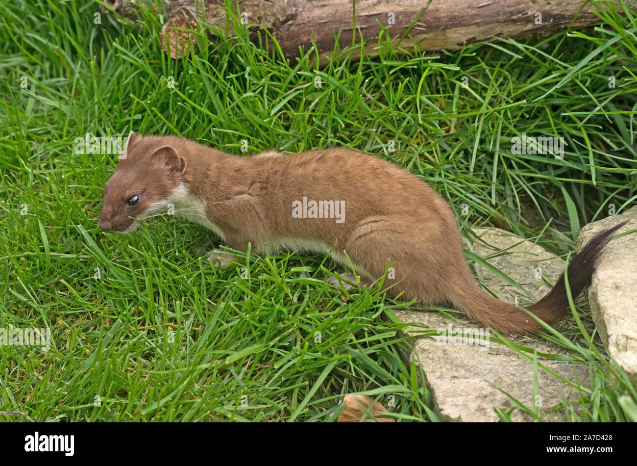 STOAT Mustela Erminea UK Stock Photo - Alamy