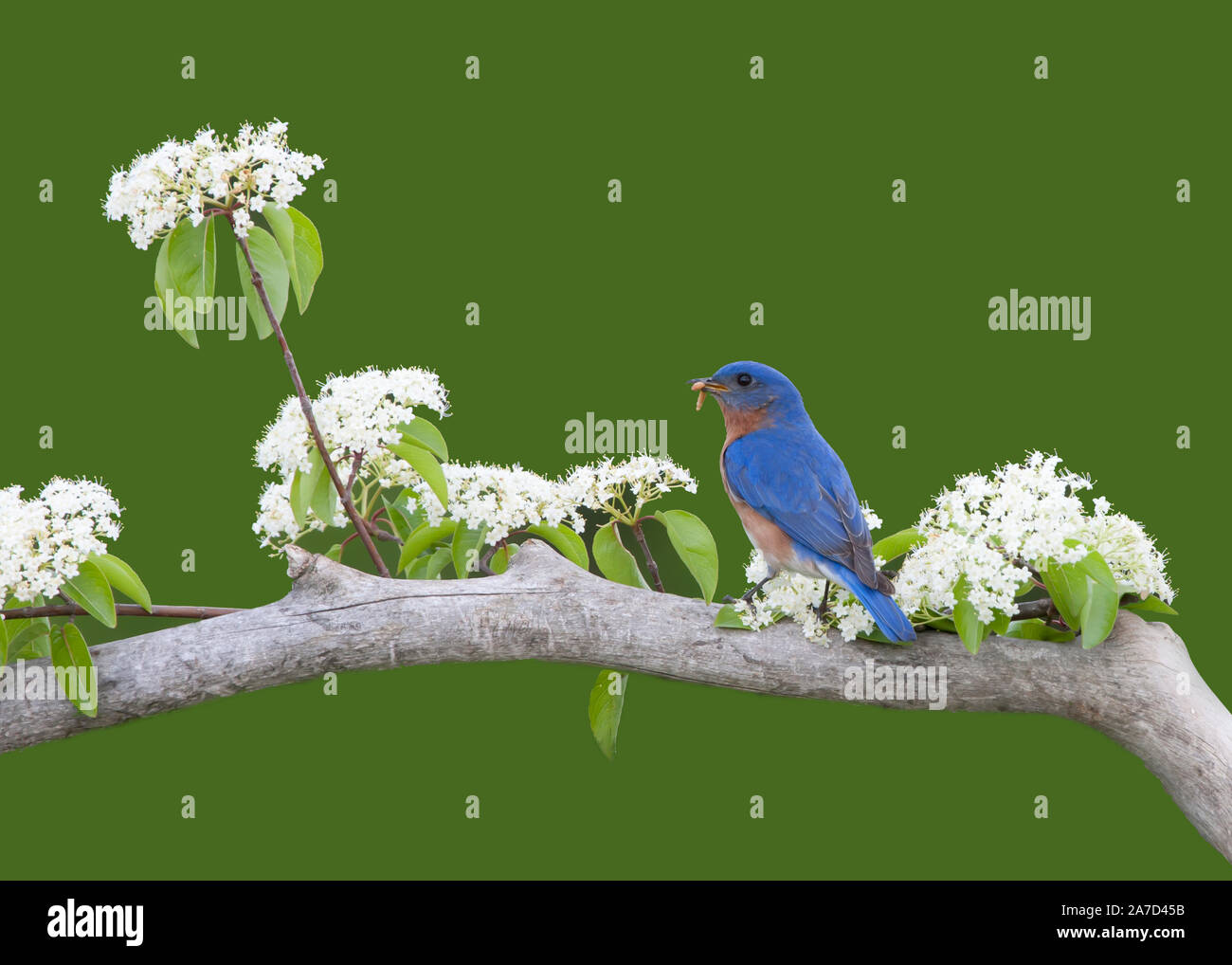 Bluebird in flowers hi-res stock photography and images - Alamy